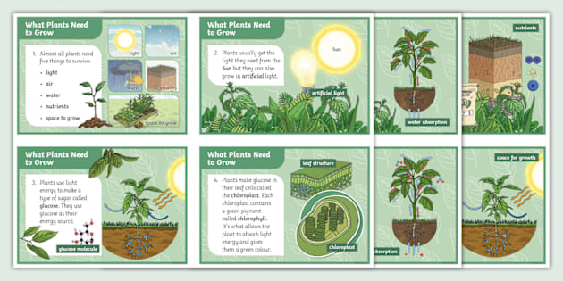 Ficha De What Do Plants Need To Grow