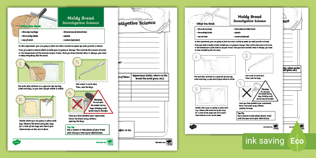 Moldy Bread Investigative Science Activity (teacher made)