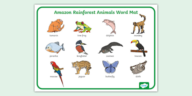 Rainforest Animals List For Kids Kids Matttroy