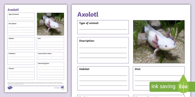 * NEW * Axolotl Fact File Template, Axolotyl (teacher made)