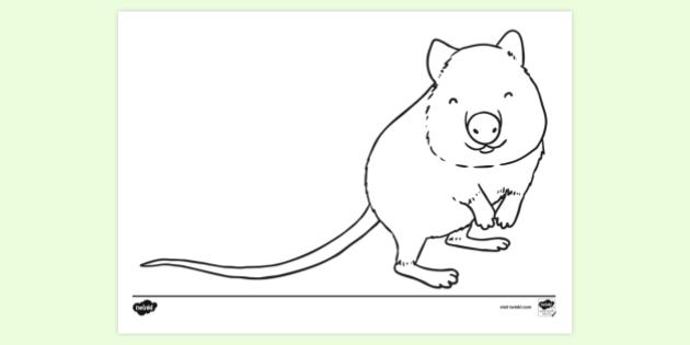 FREE! - Quokka Colouring Sheet | Colouring Sheets