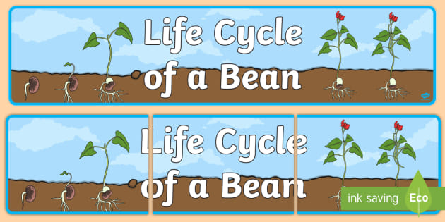 FREE! - Life Cycle of a Bean Display Banner - Bean, growth, plant, life
