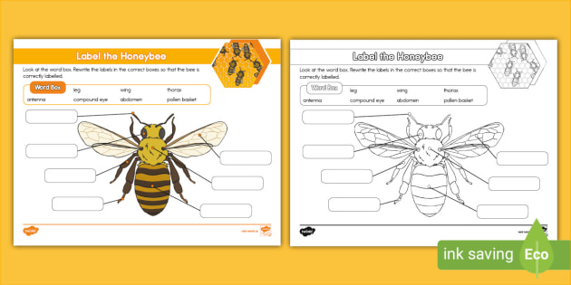 Label a Honeybee Activity Sheet (teacher made)