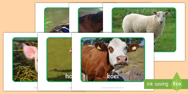 Plaasdiere Vertoning foto's (teacher made)