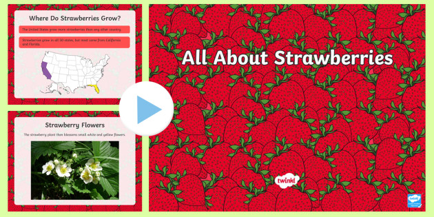 All About Strawberries PowerPoint - strawberries, strawberry plants