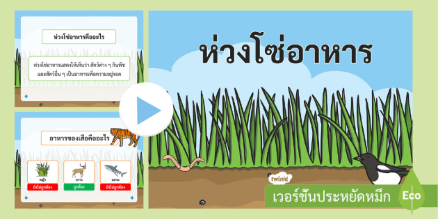 Animal Food Chain Information PowerPoint (teacher made)