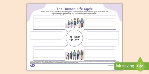 Human Life Cycles | twinkl.co.uk