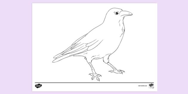 FREE! - Raven Colouring Sheets | Colouring Pages