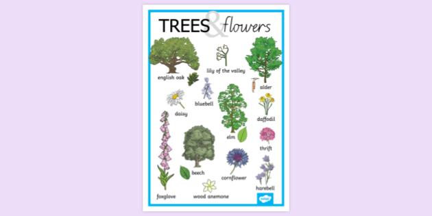 FREE! - Trees and Flowers Poster | Nature | Display Poster | Twinkl