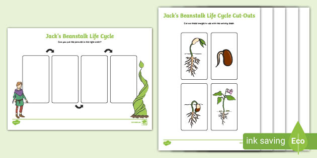 Life Cycle Of Plants Activity Pack Bean Plant Experiment
