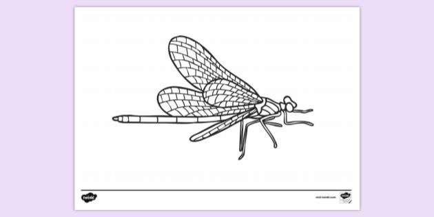 FREE! - Dragonfly Colouring Page | Colouring Sheets