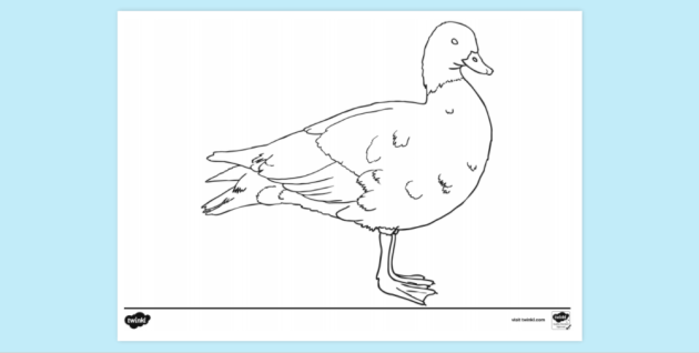 Paradise Shelduck Colouring | Colouring Sheet (teacher made)