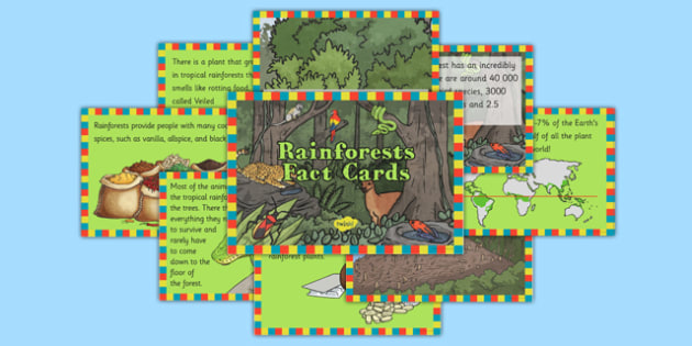 Rainforests Fact Cards (teacher made)