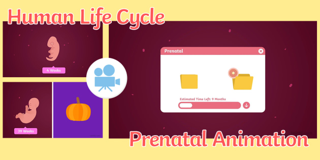 Human Life Cycles | twinkl.co.uk