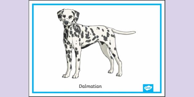 FREE! - Dog with Spots Display Poster | Primary Resources