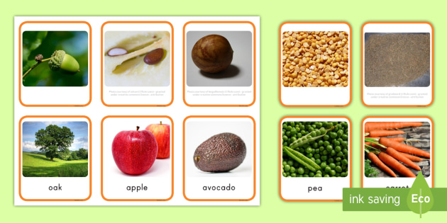 Seeds and Plants Matching Cards - seeds, plants, matching cards