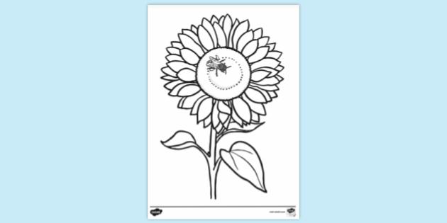 FREE! - Summer Flower Colouring Page | Colouring Sheets