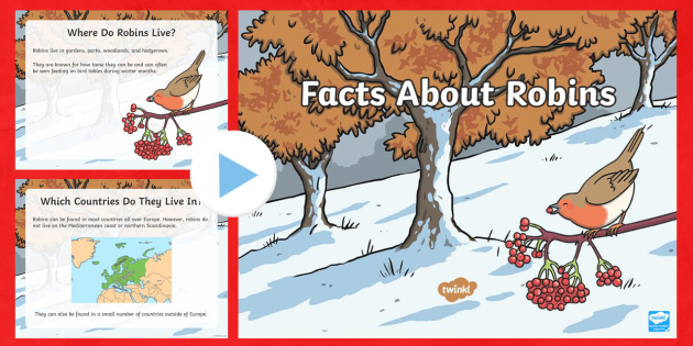 Printable KS1 Robin Fact File PowerPoint - Teacher-made