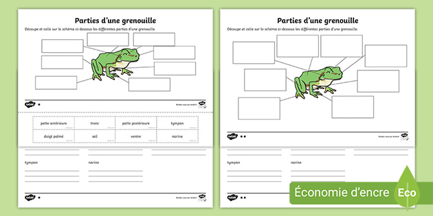 Fiches d'activités différenciées : Parties d'une grenouille