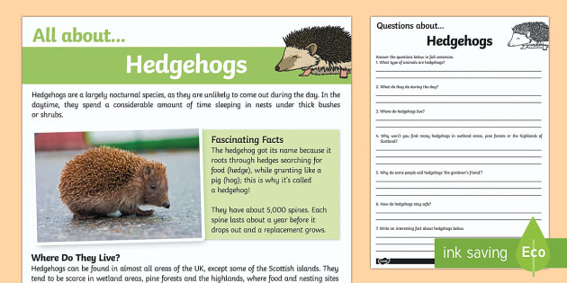 Hedgehogs Reading Comprehension (Teacher-Made)