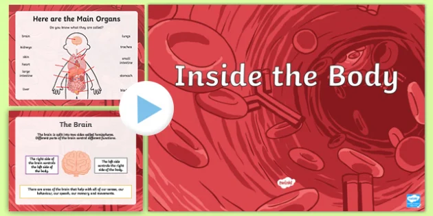 Right & Left Side Human Body Organs – Science Display Poster