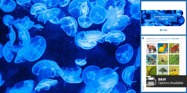 Classification of Living Organisms | Science | Beyond