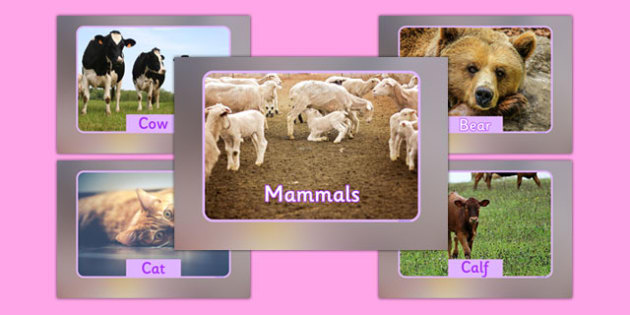 Mammals Display Photos (teacher made)