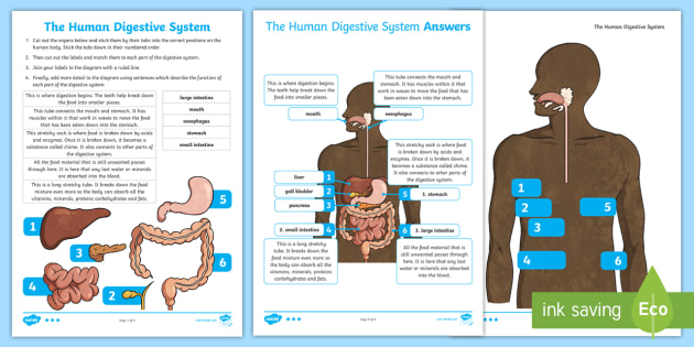 FREE Digestive System Cut And Stick Activity Primary Resources FREE Digestive System Cut And Stick Activity Primary Resources