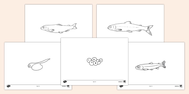 Life Cycle Activities | twinkl.co.uk