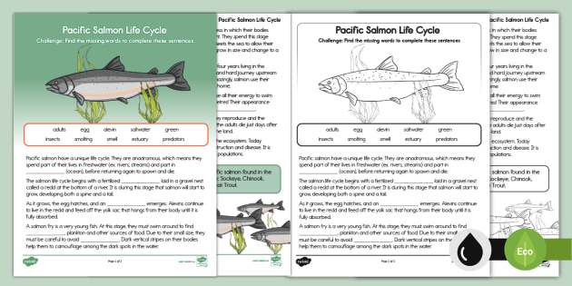Pacific Salmon Life Cycle Cloze Activity (teacher made)