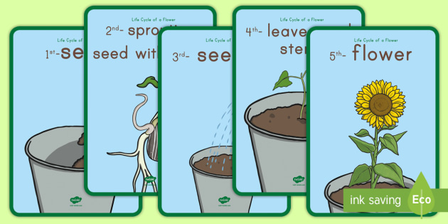 Life Cycle of a Flower Display Posters - Early Childhood Plants