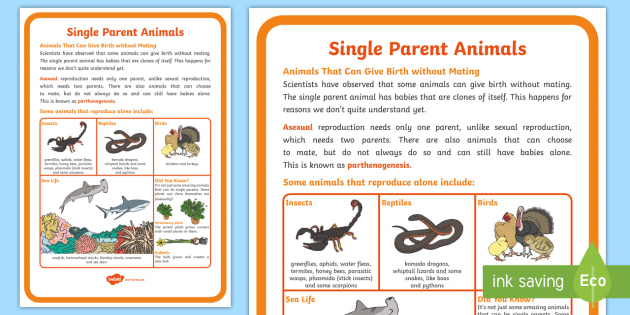 Single Parent Animals Display Poster (teacher made)