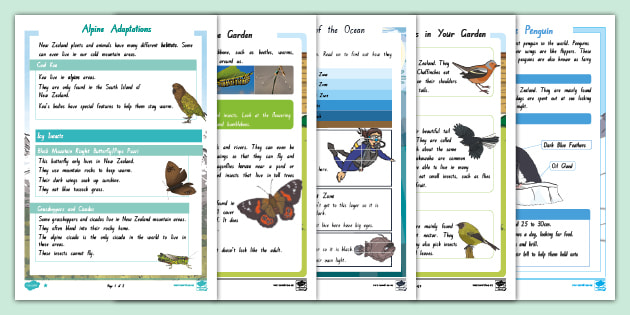 New Zealand Birds and Animals and their Habitats Differentiated Reading