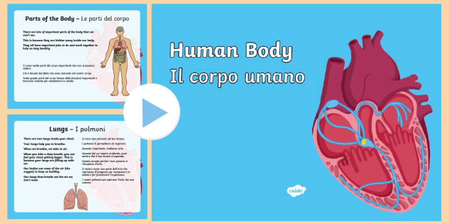 Human Body Information PowerPoint