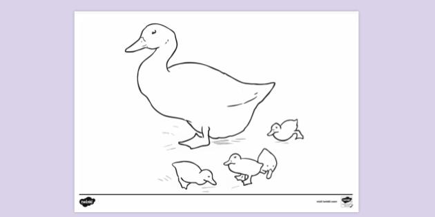 Printable Colouring Page of Ducks - Colouring Pages