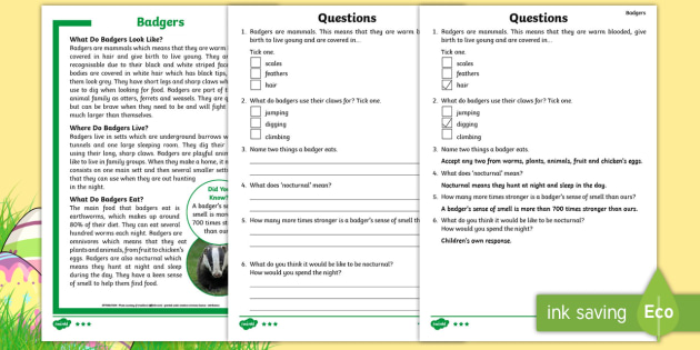 KS1 Badgers Differentiated Reading Comprehension Activity