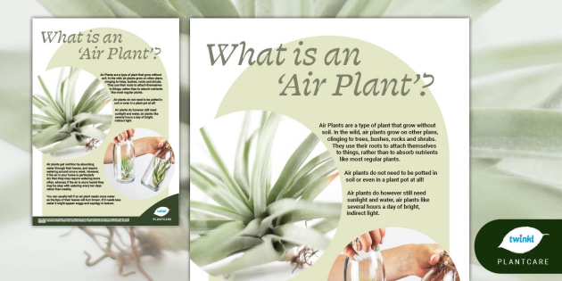 What is an air plant? Plantcare, Plants, Soil-less plant