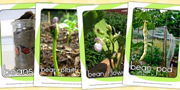 Life Cycle of a Bean Display Photo Pack (teacher made)