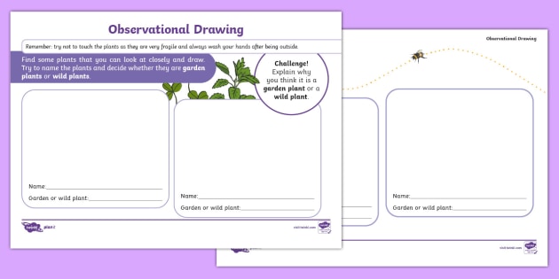 Year 1 Observational Drawings of Plants Activity Sheet