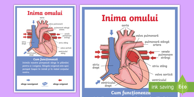 Inima - Planșă (teacher made)