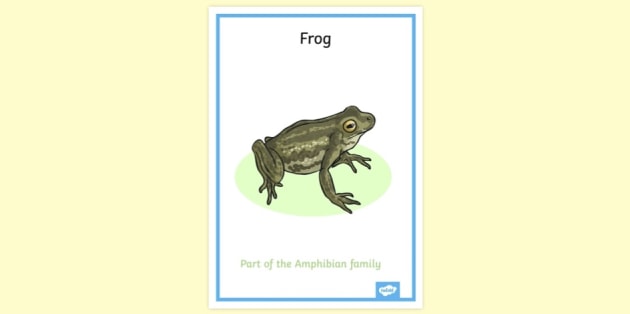 FREE! - Frog Poster Page Display | Primary Resources