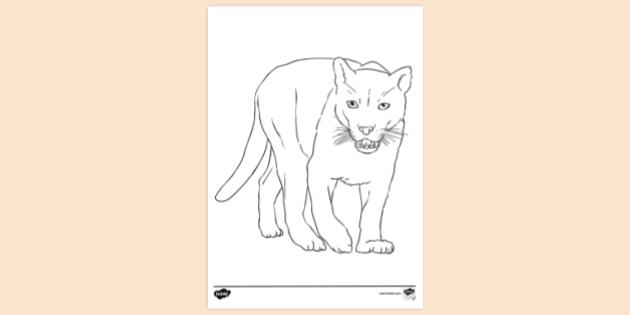 FREE! - Puma Colouring Sheet | Colouring Sheets