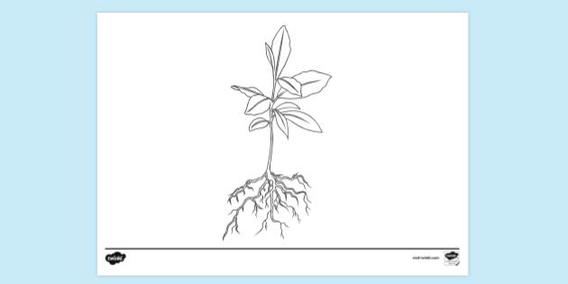 FREE! - Plant With Roots Colouring Sheet | Colouring Sheets