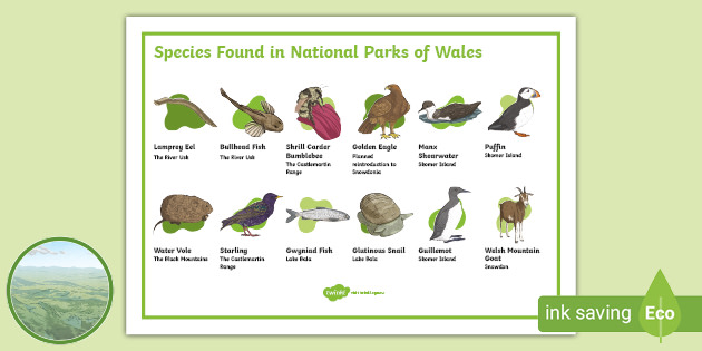 Welsh National Parks Animal Species Word Mat | Twinkl