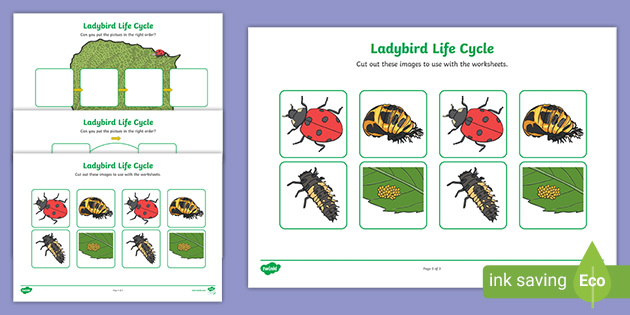 FREE! - Ladybird Life Cycle Worksheet (teacher made)