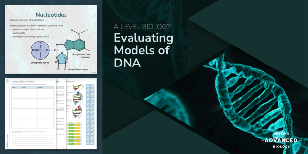 DNA Models Evaluation Pack (teacher made)