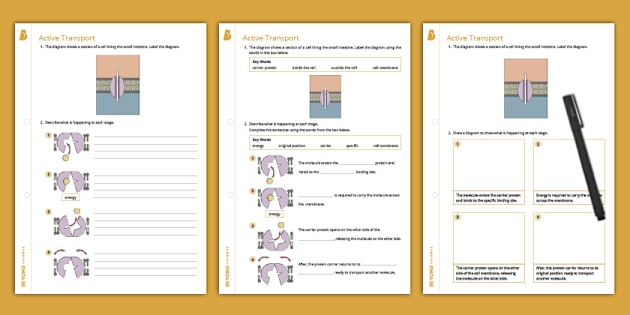 Active Transport Worksheet Active And Passive Transport Worksheet