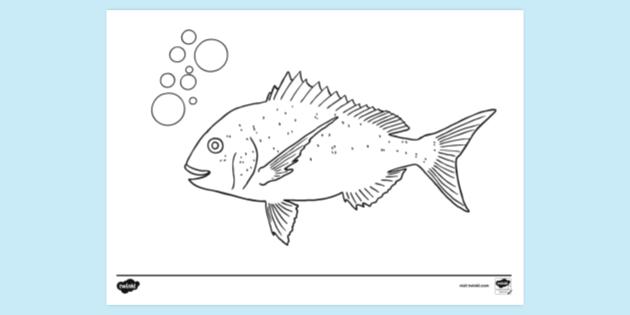 FREE! - Snapper Fish Colouring Sheet | Colouring Sheets