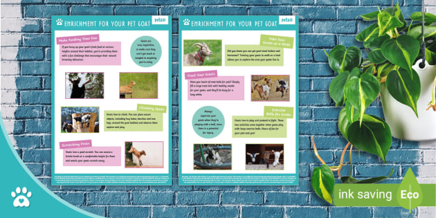Goat Enrichment - Fact Sheet - Goat Activities - Twinkl Pets