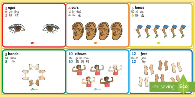 Body Parts Counting in 2s Display Posters English/Mandarin Chinese/Pinyin